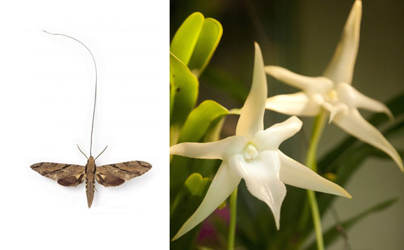 Sobre Orquídeas, Mariposas e "Predições Maravilhosas" » Portal TDI Brasil